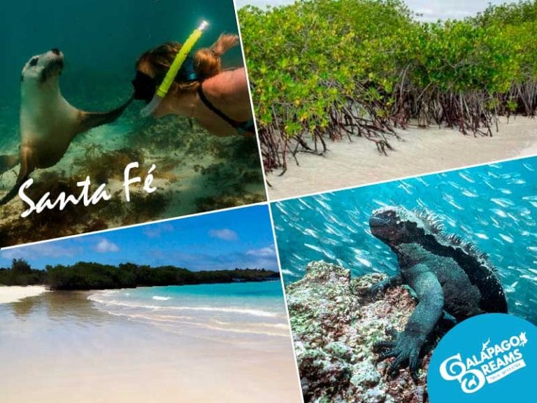 Isla Santa Fe – Galapagos Dreams Tours